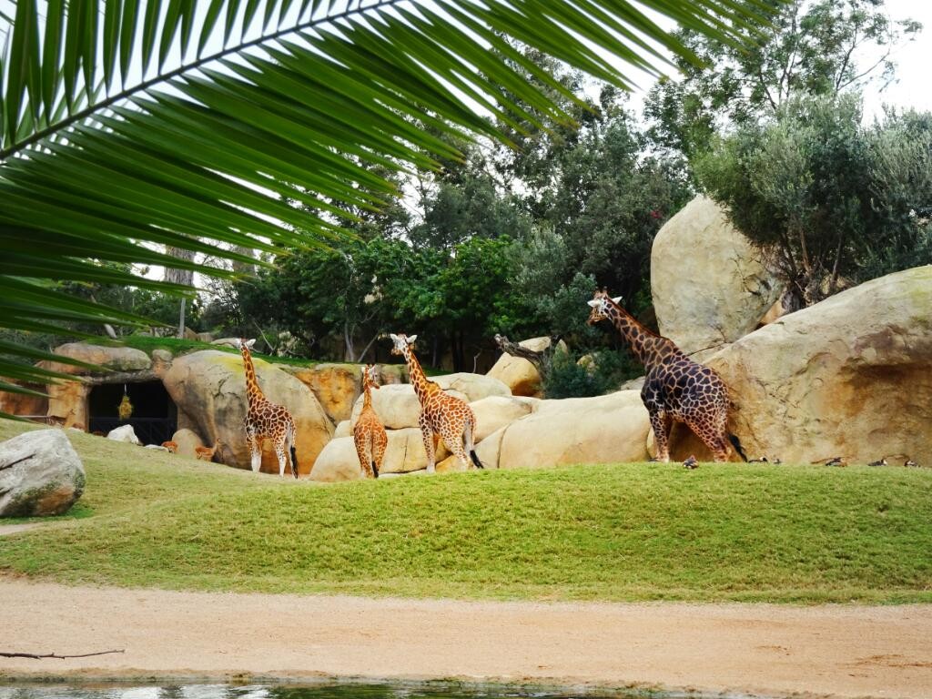 Bioparc - An African Zoo In Valencia - Bikinis and Bibs